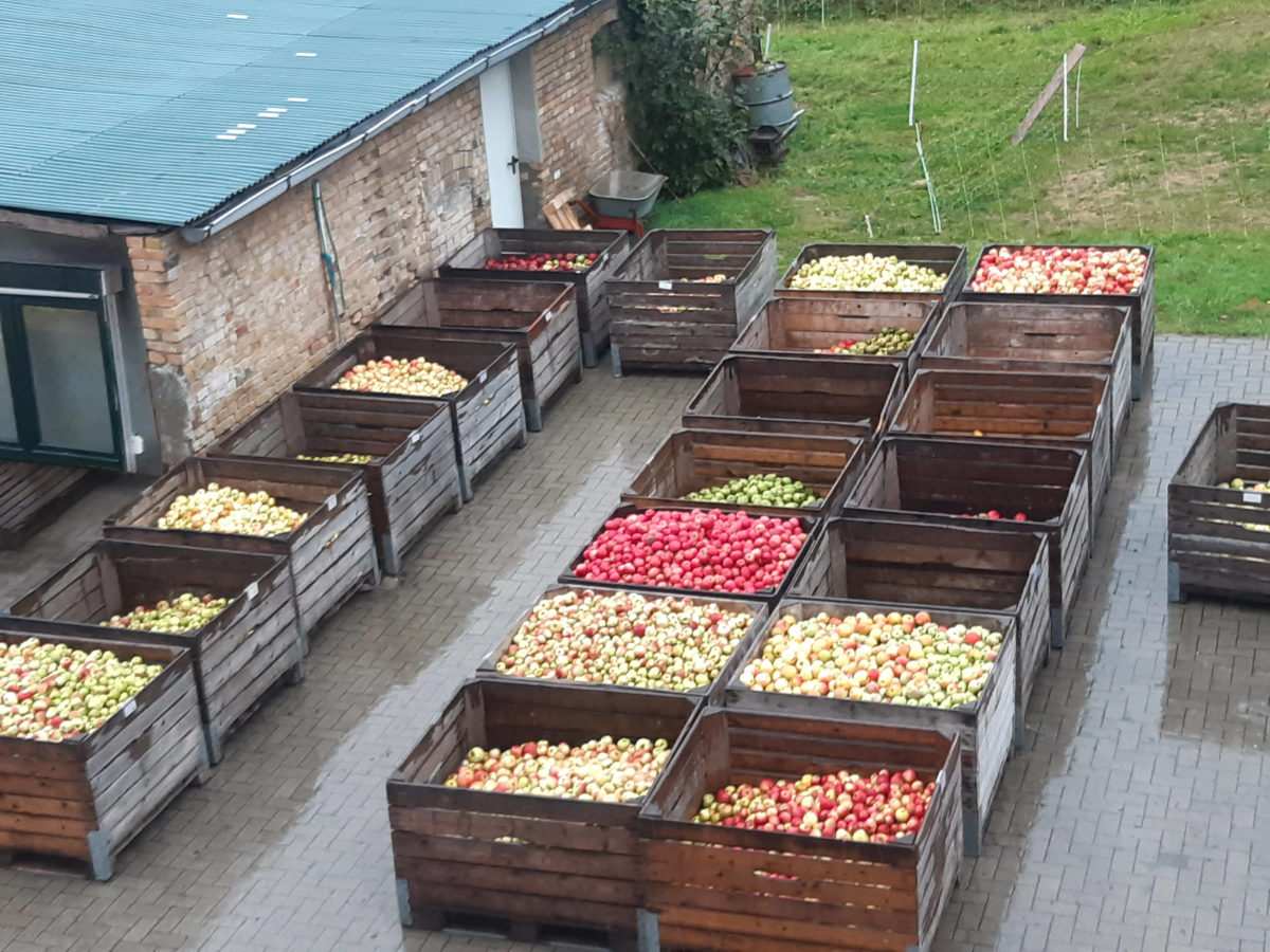 Der Hofladen - voller Erfolg! - Mosterei Kneese